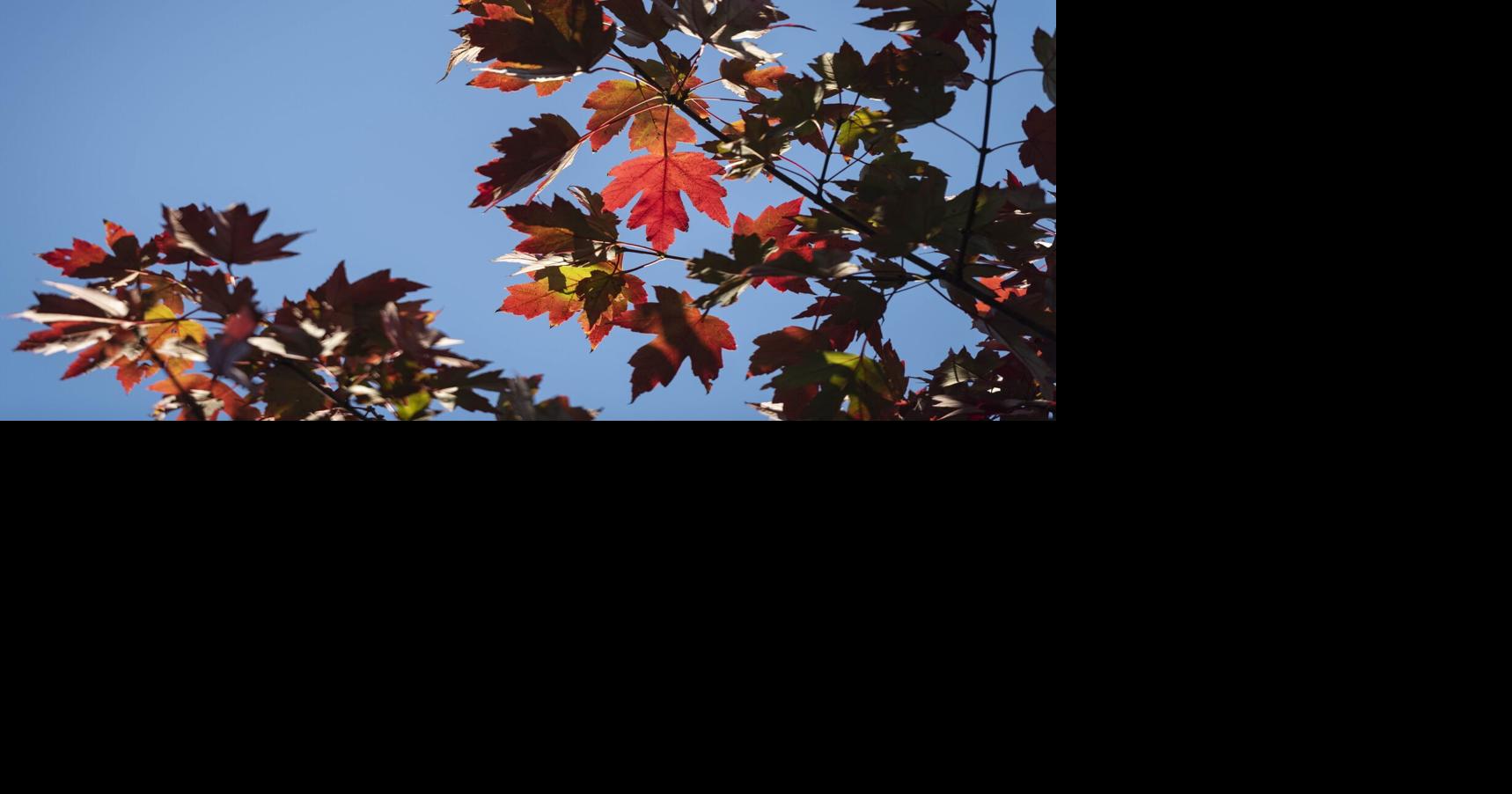 'Extremely dry' Triad could impact leaf color, fire risk