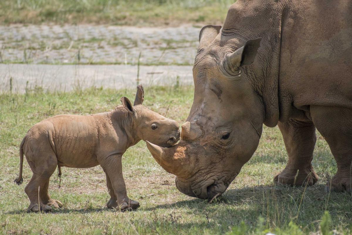 Another baby white rhino! N.C. Zoo announces second birth in 11 days ...