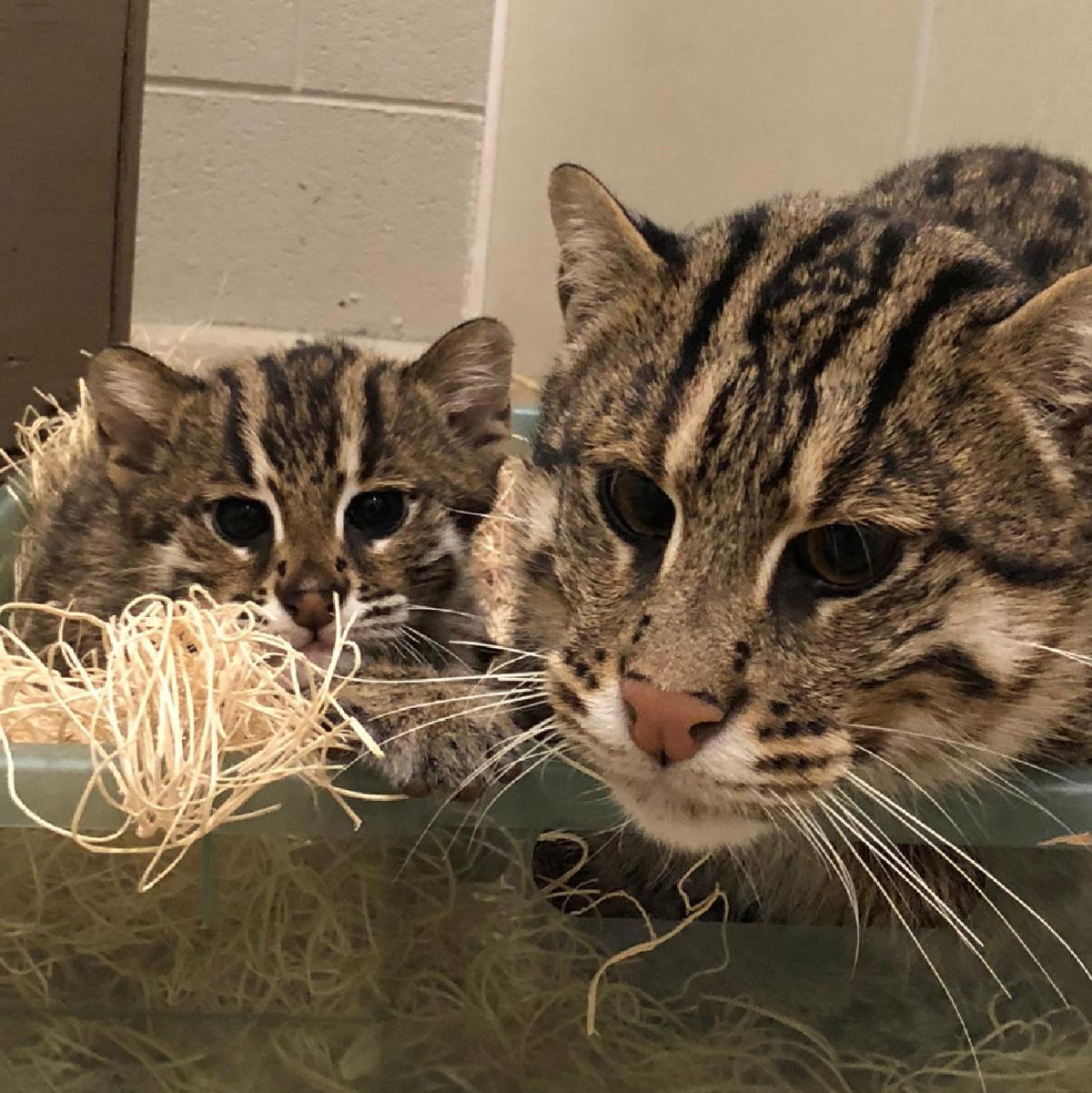 New infant fishing cat set to make debut Tuesday at Greensboro Science ...