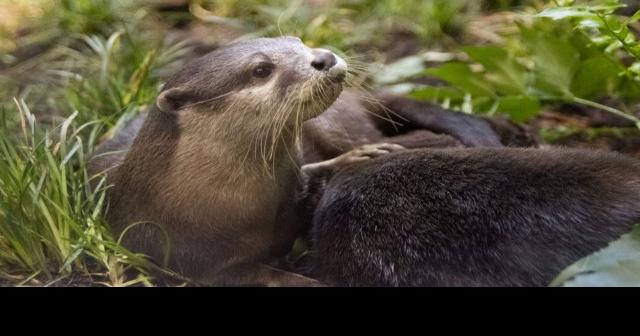 Greensboro Science Center prepares to unveil aquarium guaranteed to wow