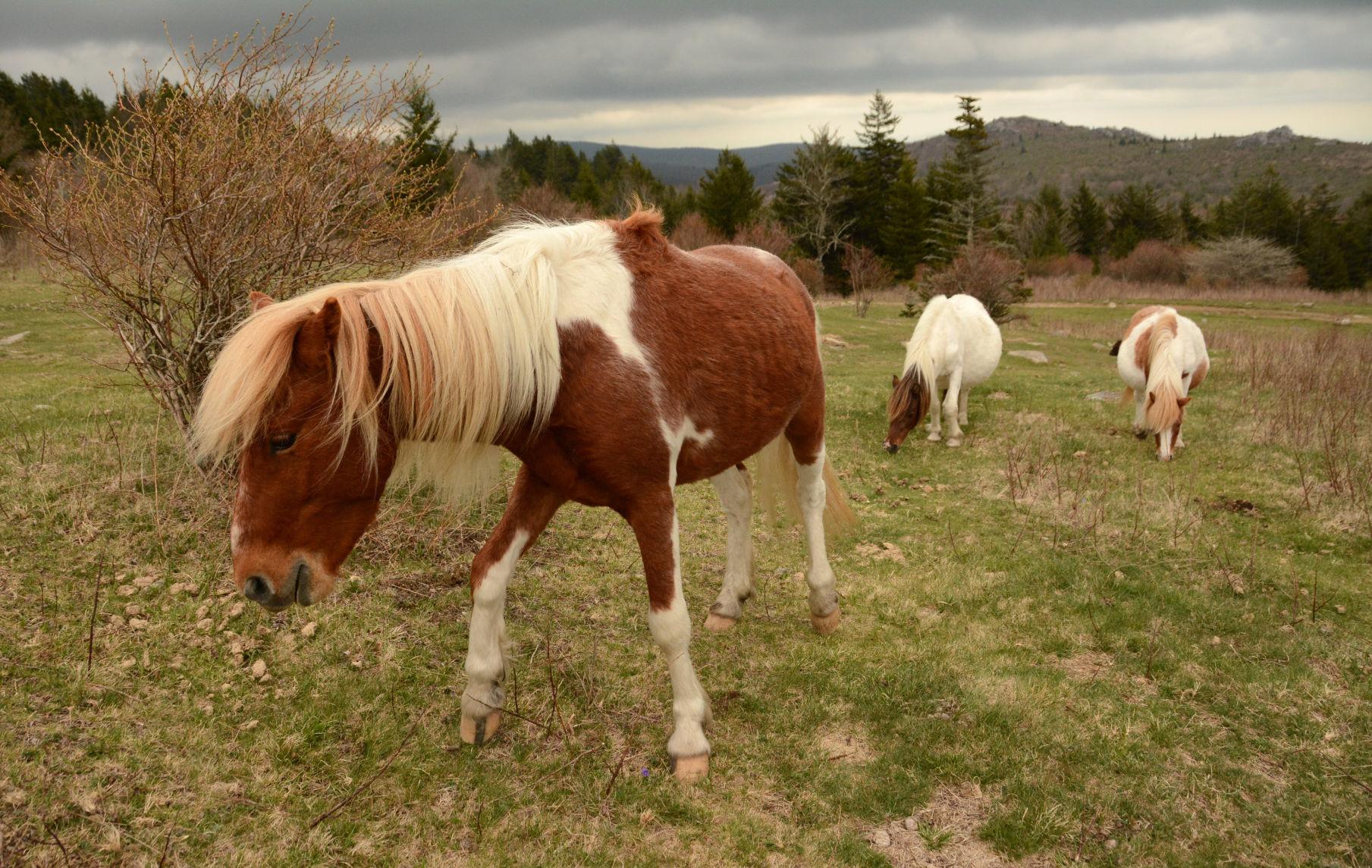 Photos: Mount Rogers ponies and vistas