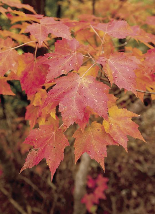 Your guide to leaf season