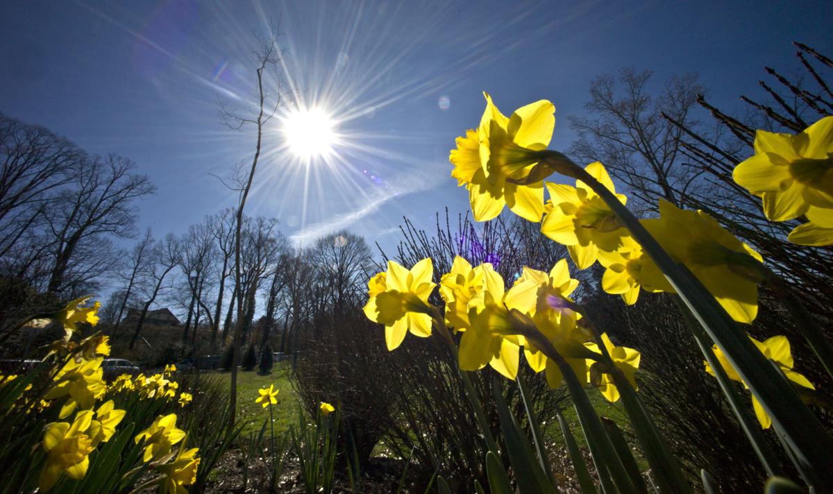 Warm weather favors blooming flowers, trees, shrubs and bugs | Local ...