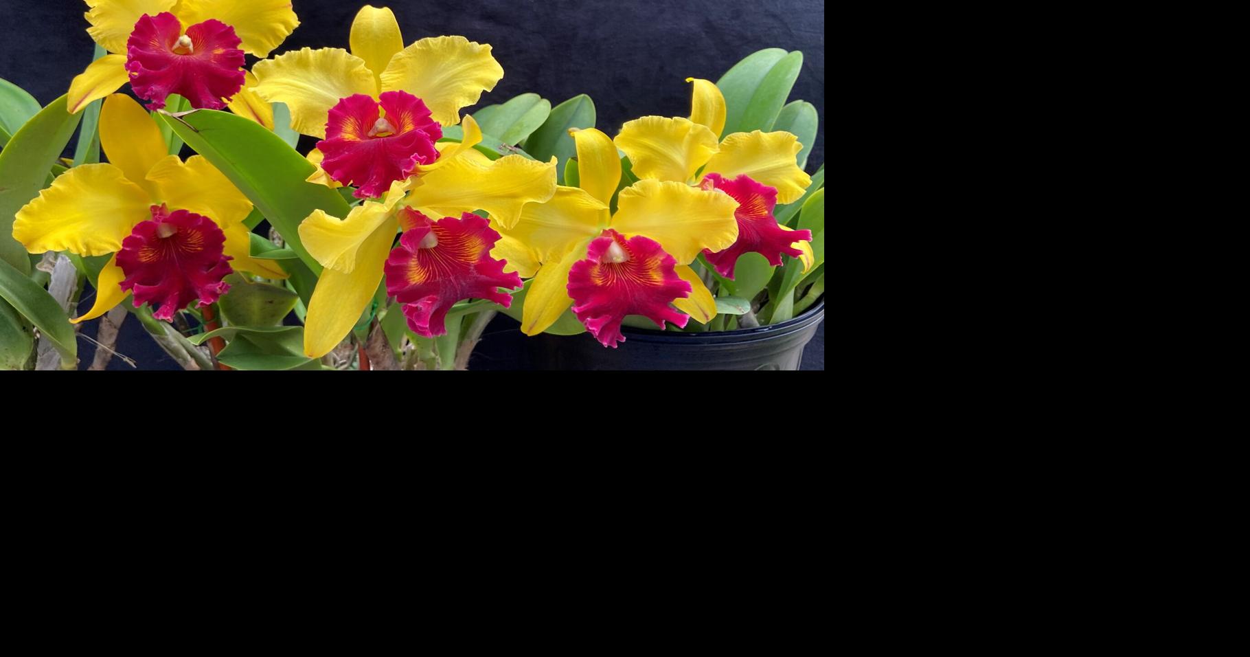 Large yellow cattleyas pose a challenge to breeders