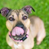 KeraVet debuts gel product to deter wound licking