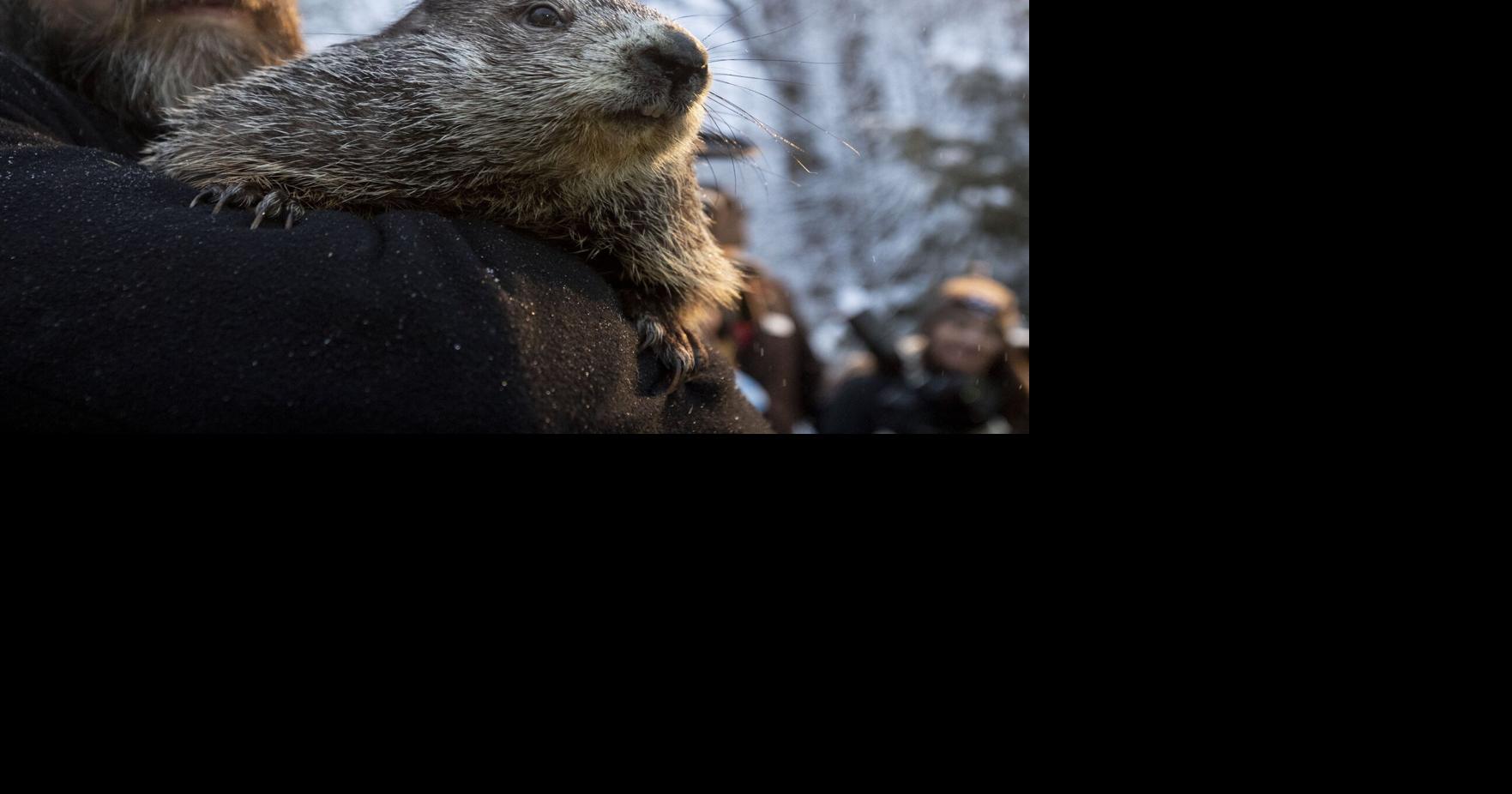 Ask SAM: Will he or won't he? Groundhog Day is here