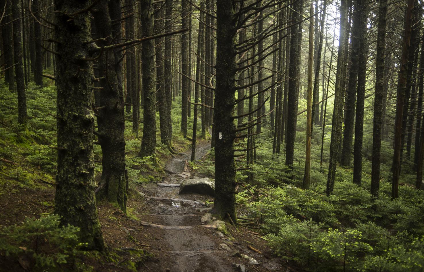 Photos: Roan Mountain