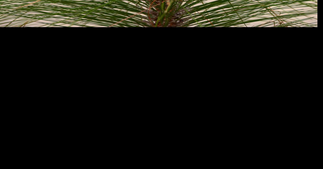 Weymouth Woods preserves the Sandhills ecosystem