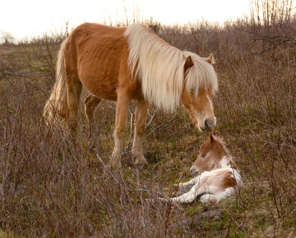 Photos: Mount Rogers ponies and vistas