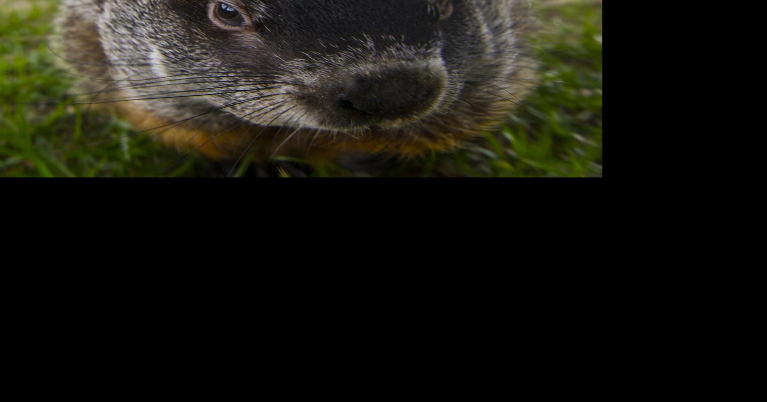 Ask SAM: It's Groundhog Day. What will Punxsutawney Phil say?