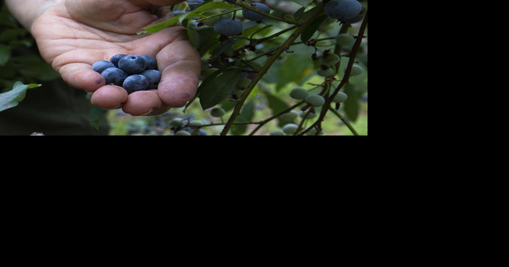 These Triad farms selling blueberries you can pick yourself