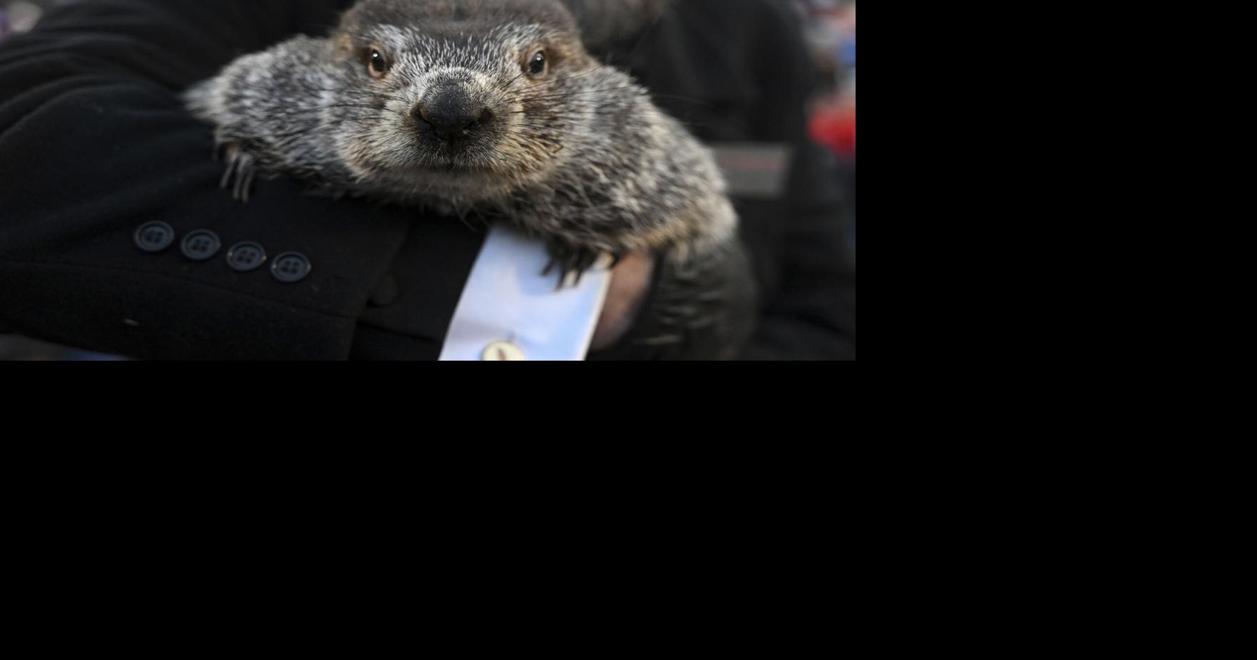 Ask SAM: Groundhog Day predictions