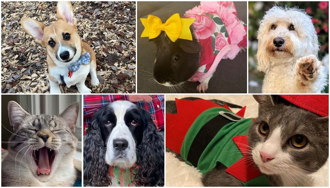 Your cute pets. Vote for your favorite in our contest.