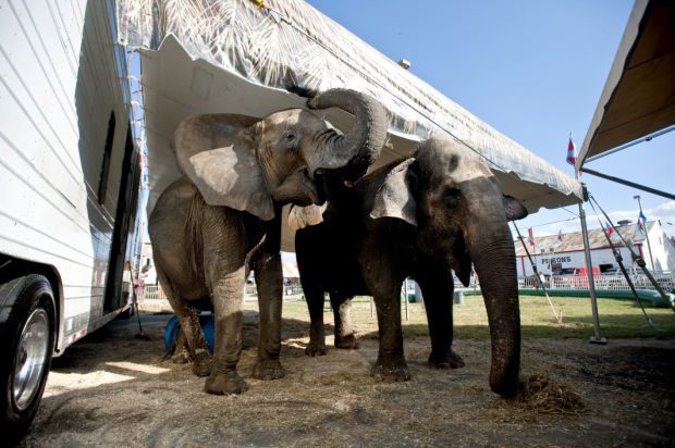 Elephants at the Dixie Classic Fair