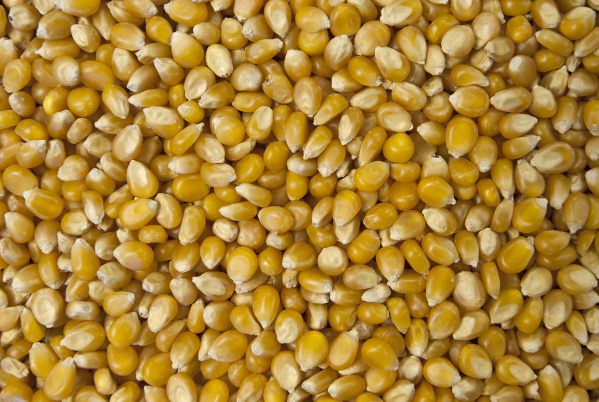 Popcorn passion: Yadkinville farm is only grower on East Coast | Food ...