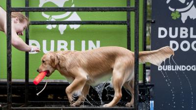 Thousands attend first Triad Dog Games