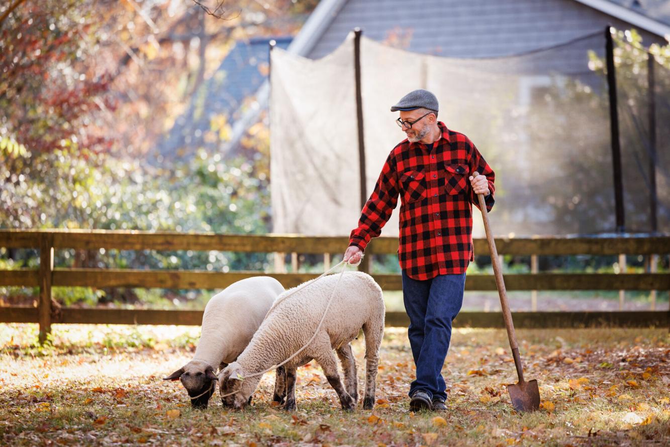 Grazing sheep turn heads in Winston-Salem NC neighborhood