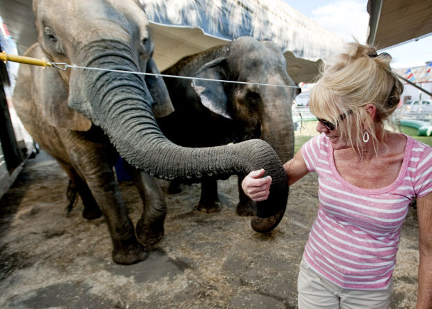 Elephants at the Dixie Classic Fair