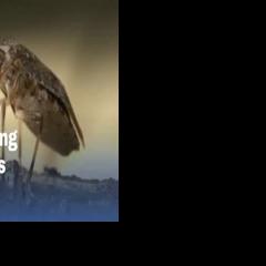 Ask Sam: Are stink bugs dangerous to humans?