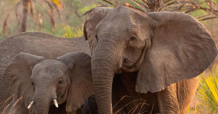 Are elephants still hunted for ivory