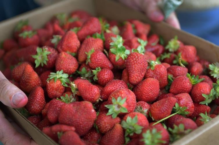 Strawberry season off to a great start in the Triad