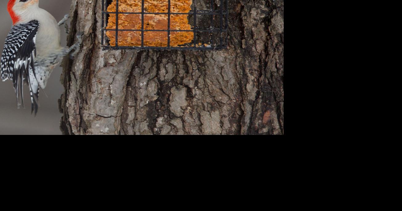 Ask SAM: It's safe to put back up bird feeders