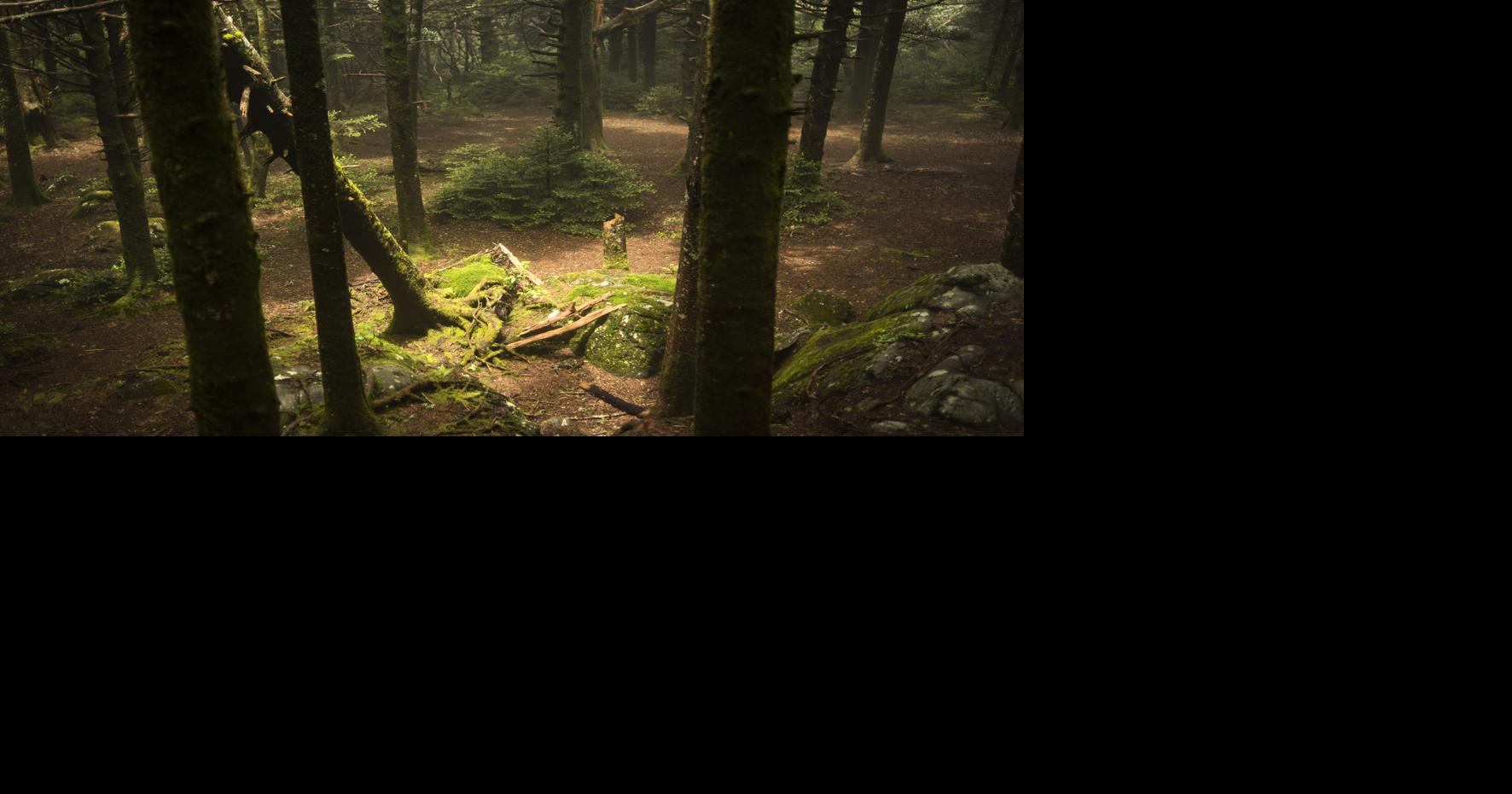 Photos: Roan Mountain