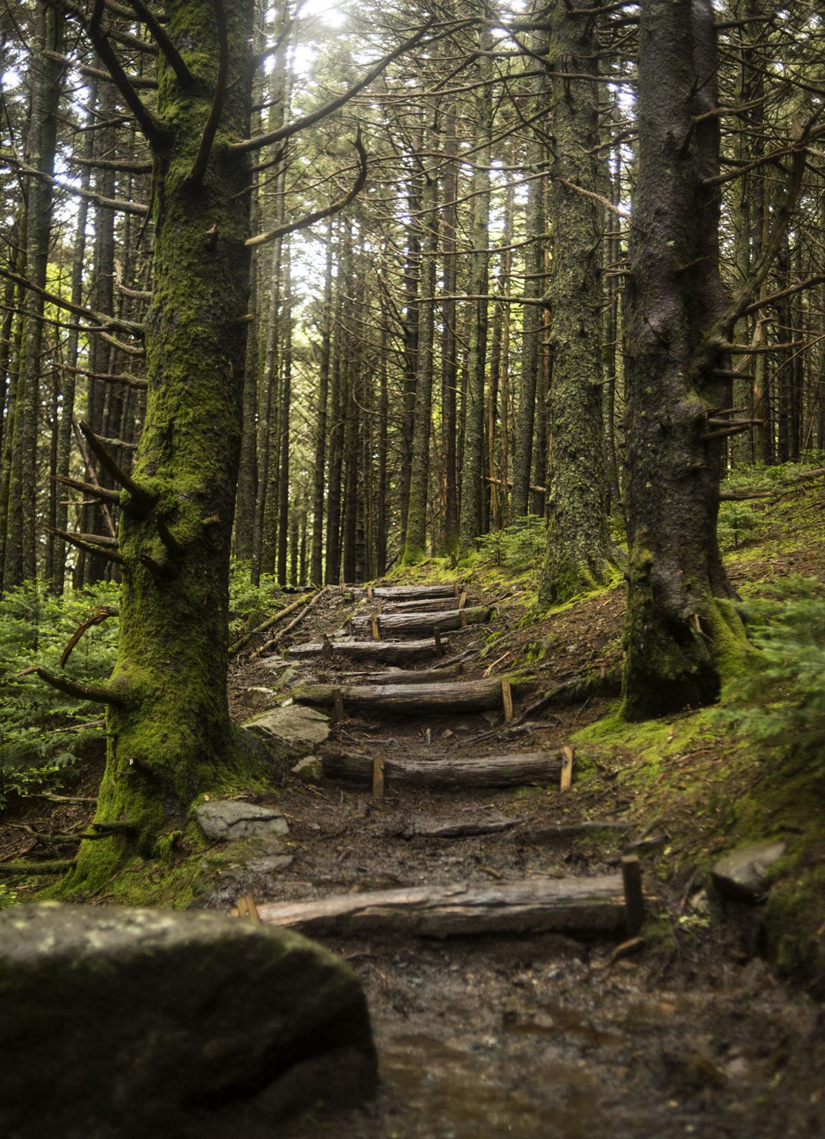 Photos: Roan Mountain | Galleries | journalnow.com