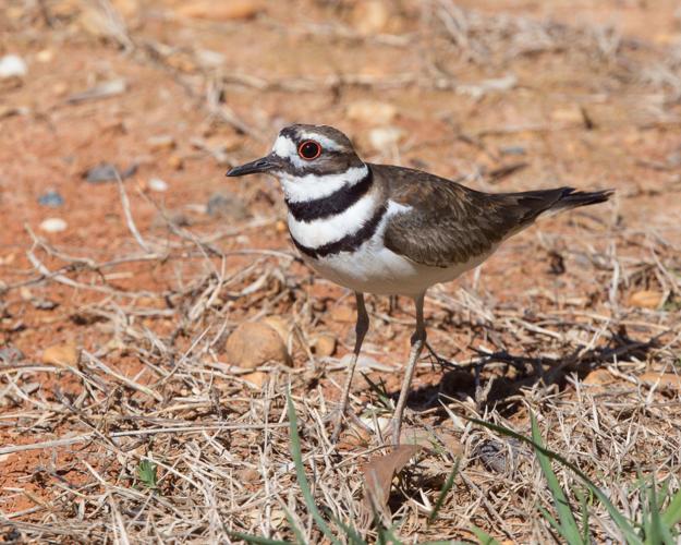 Kildeer chicks resemble dandelion puffballs on stilts