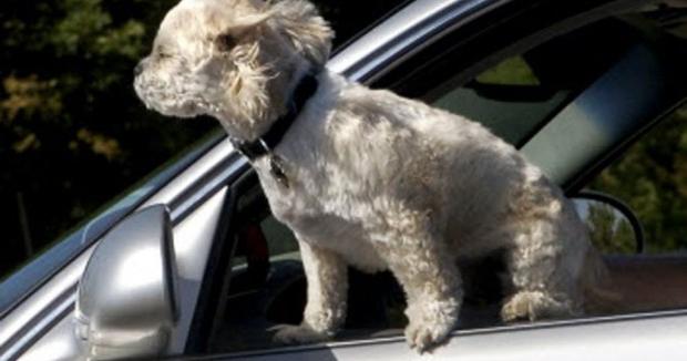 Unrestrained pets in cars pose risk