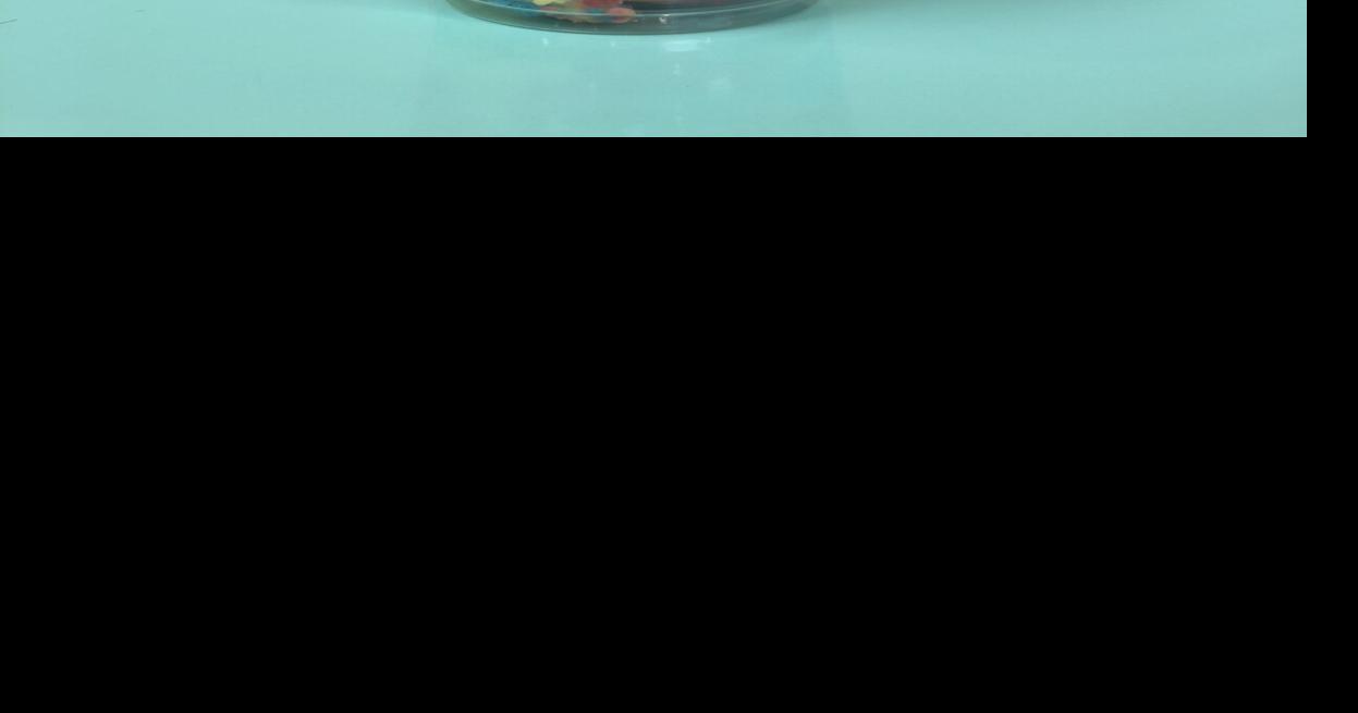 Chilly-Philly opens on Knollwood, selling Philadelphia water ice and more