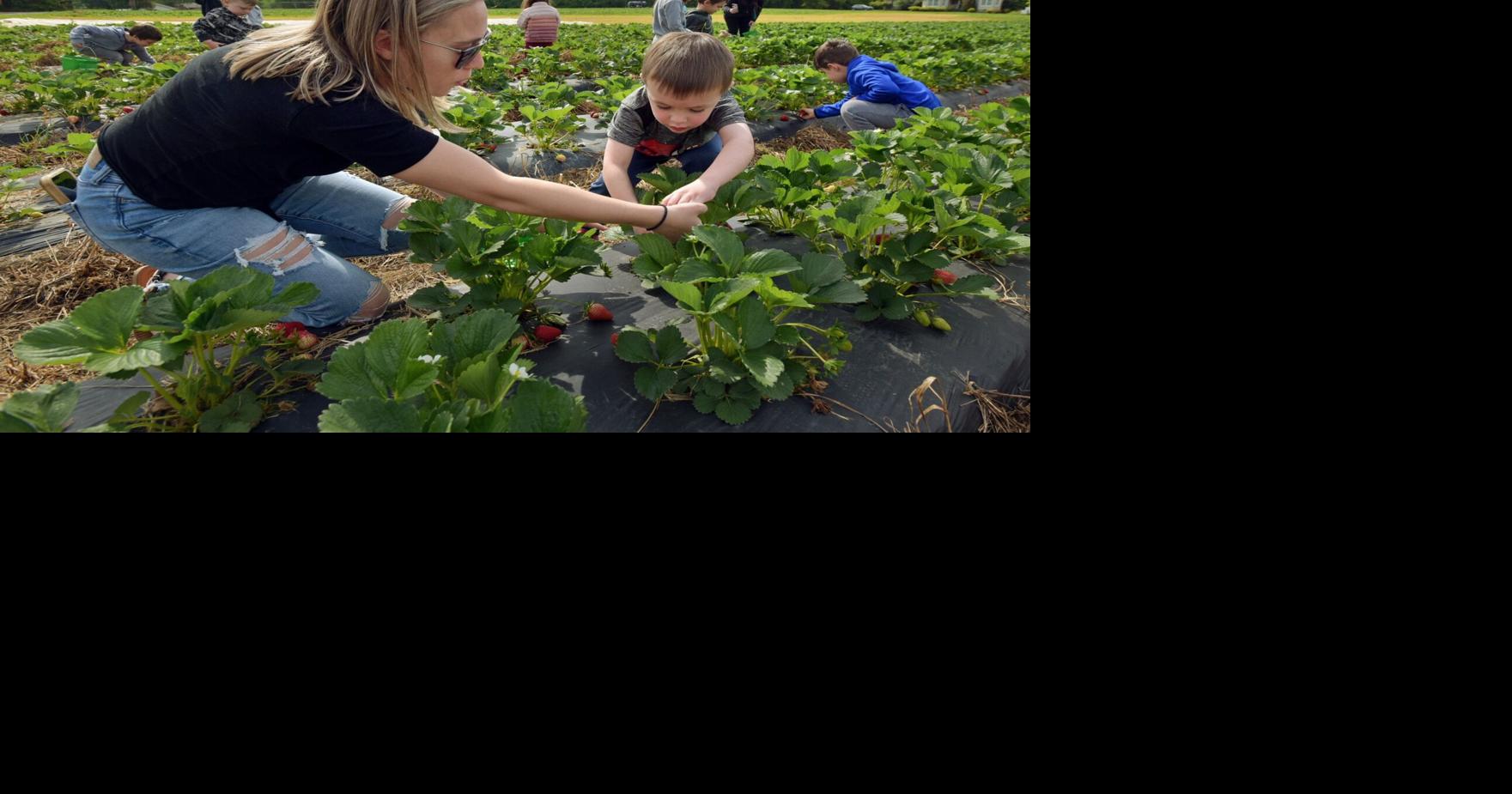 PHOTOS: Hedgecock Strawberry Farm
