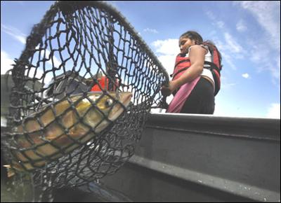 Sick Salmon: More Alaskan salmon are being found to be diseased, unusable