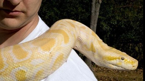 Tight squeeze: Proposal would ban big constricting snakes | Local News ...