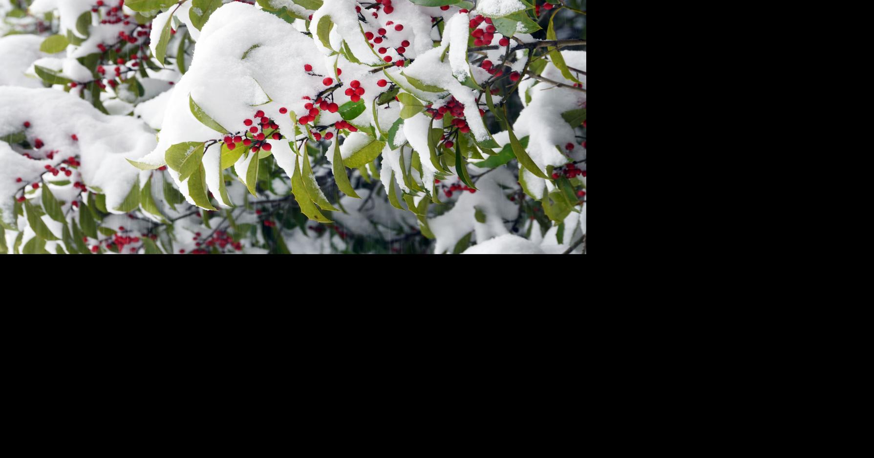 2 inches of snow in the forecast for Forsyth, surrounding counties ...