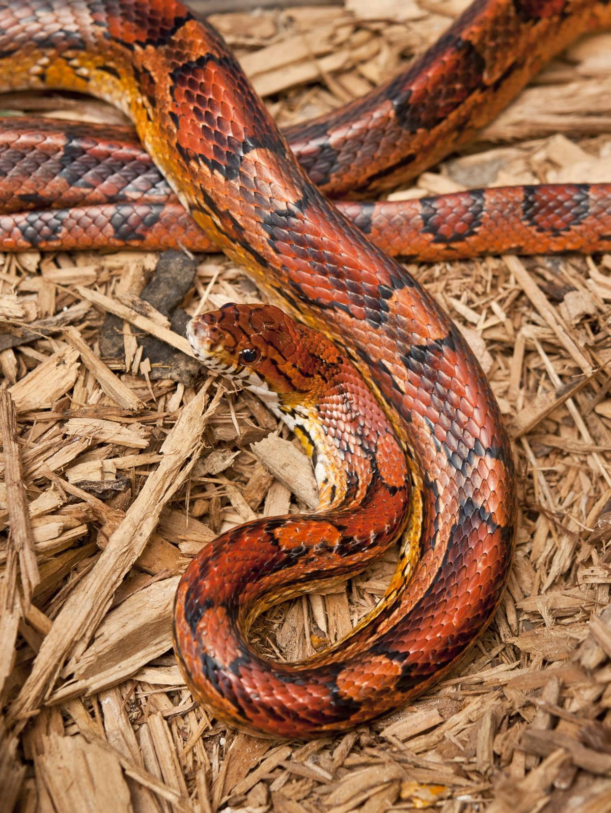 Snakebite victims trickling into local hospitals, but Forsyth escapes ...