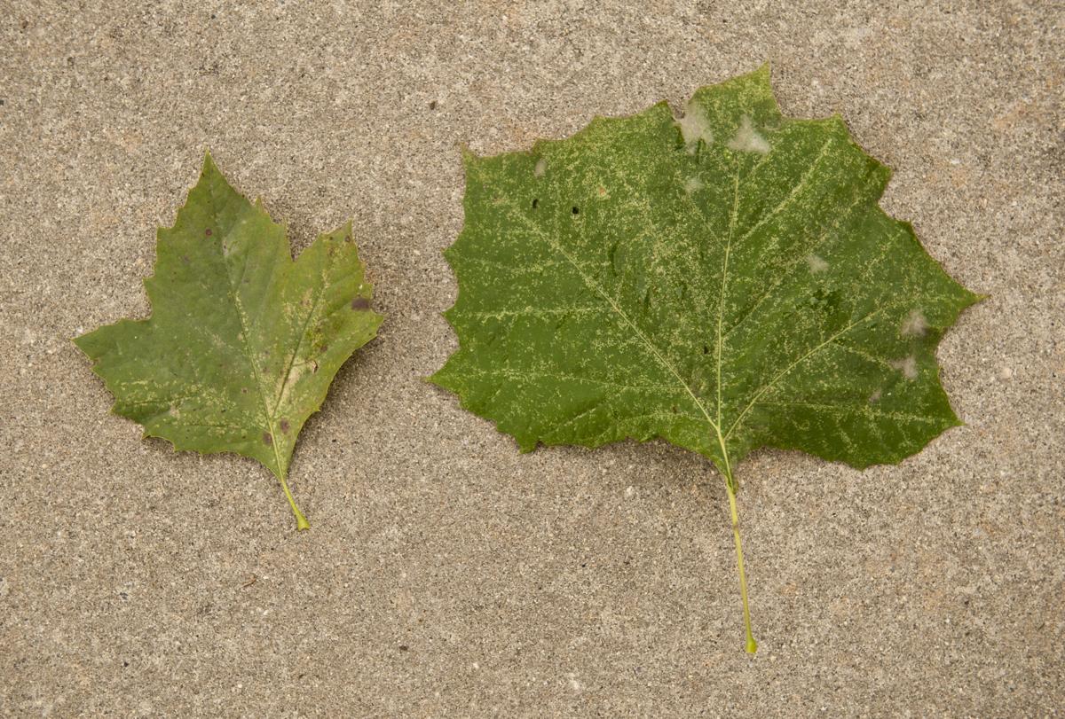 Amy Dixon: London plane trees draw attention with their whimsical ...