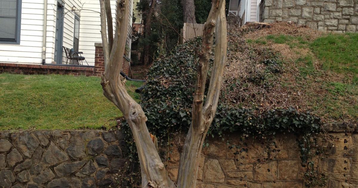 Crape Murder: Many owners drastically prune crape myrtles