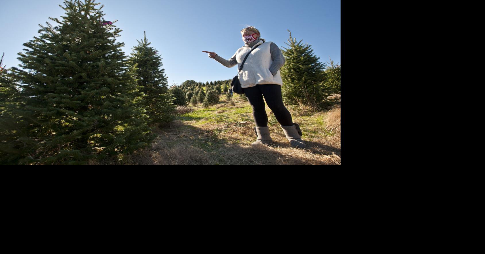 Ask SAM: When did people first put up Christmas trees?