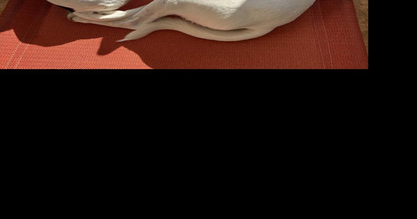 From Jenny Pyatt, Casper and Pepper