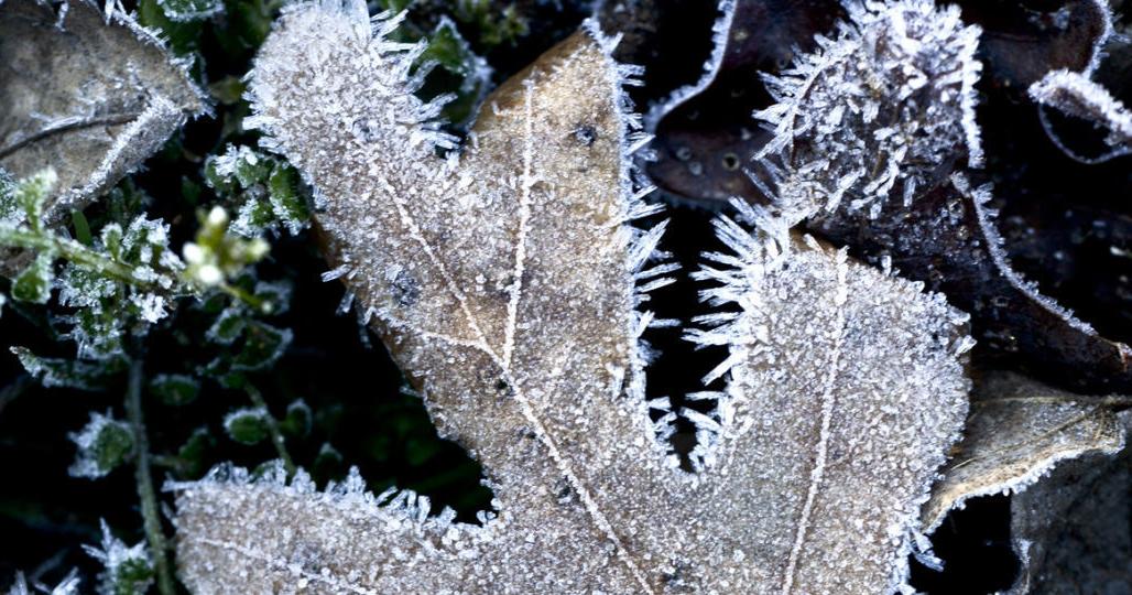 Frost in the forecast: Temperatures drop into the 30s for the Triad ...