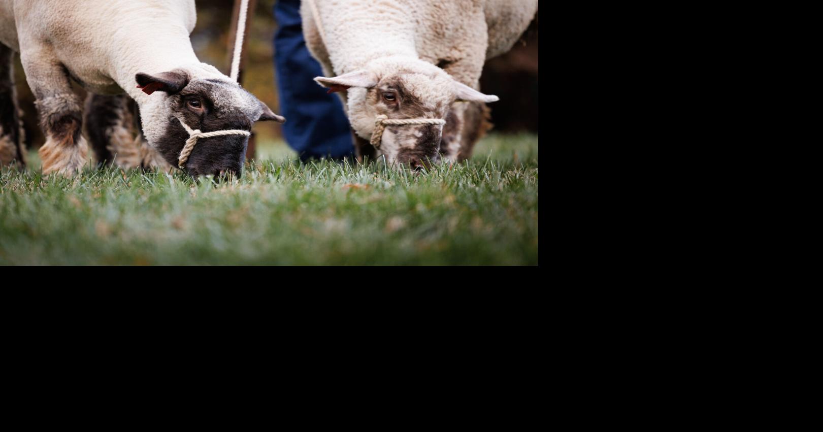 Grazing sheep turn heads in Winston-Salem NC neighborhood