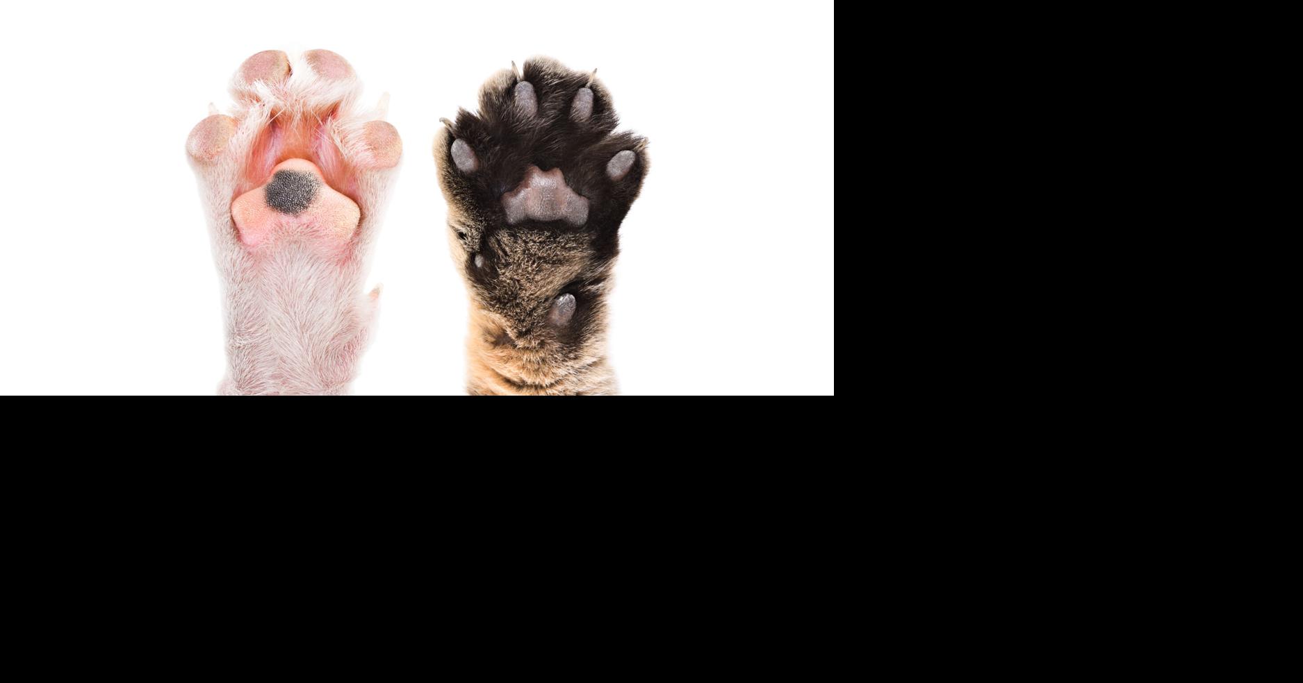 Dr. Fox: Lab has chronic diarrhea