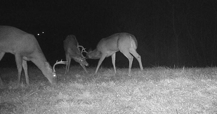 Pilot speaks from experience on plane vs deer collisions