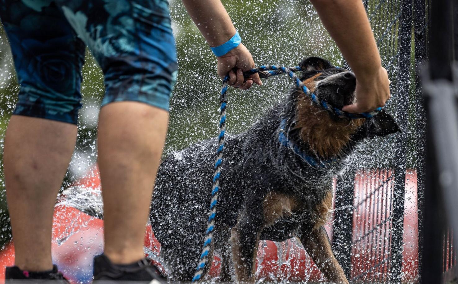 See photos of the Dock Dogs event downtown