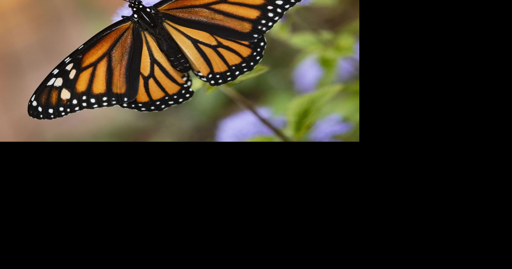 PHOTOS: Native pollinators in Harriet McCarthy's garden
