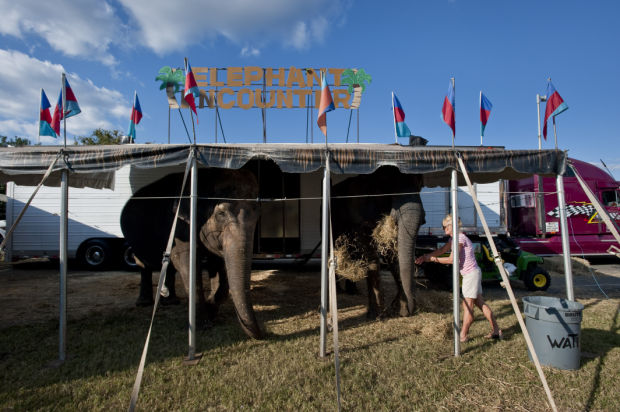 Elephants at the Dixie Classic Fair