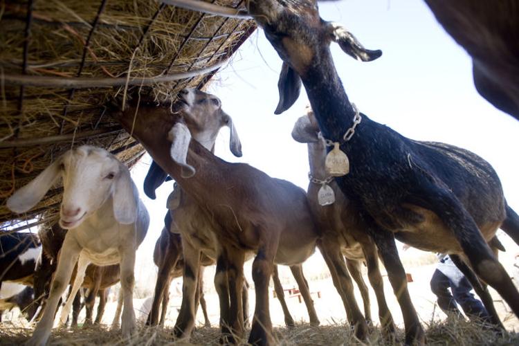 Who's got your goat?