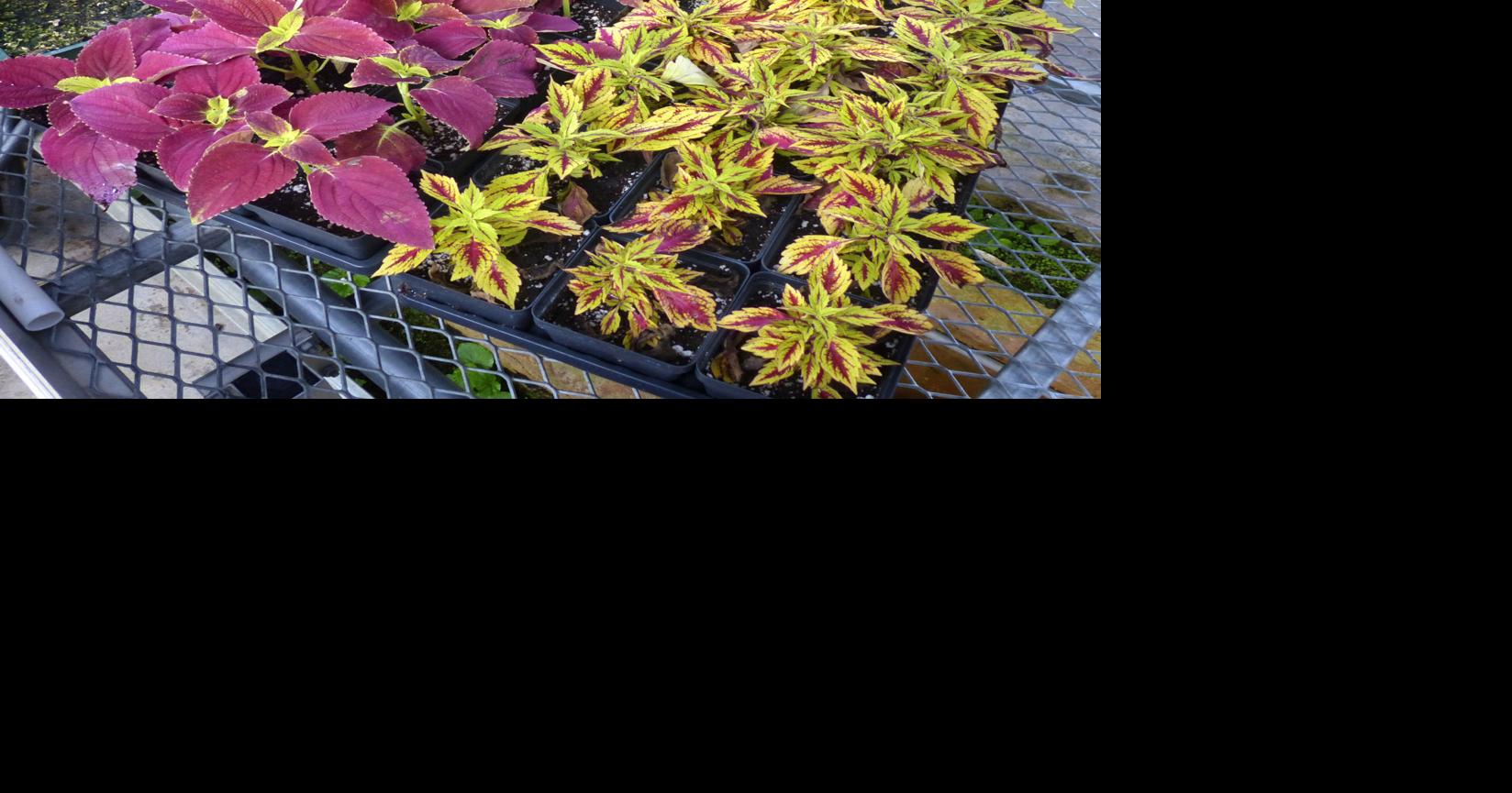 Reynolda Gardens conducts annual spring plant sale Saturday