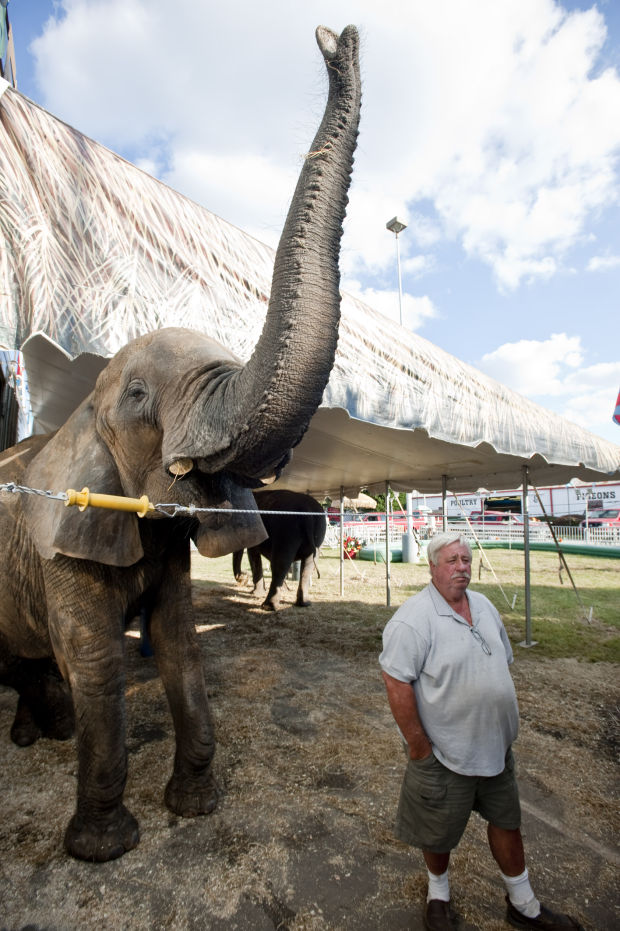Elephants at the Dixie Classic Fair